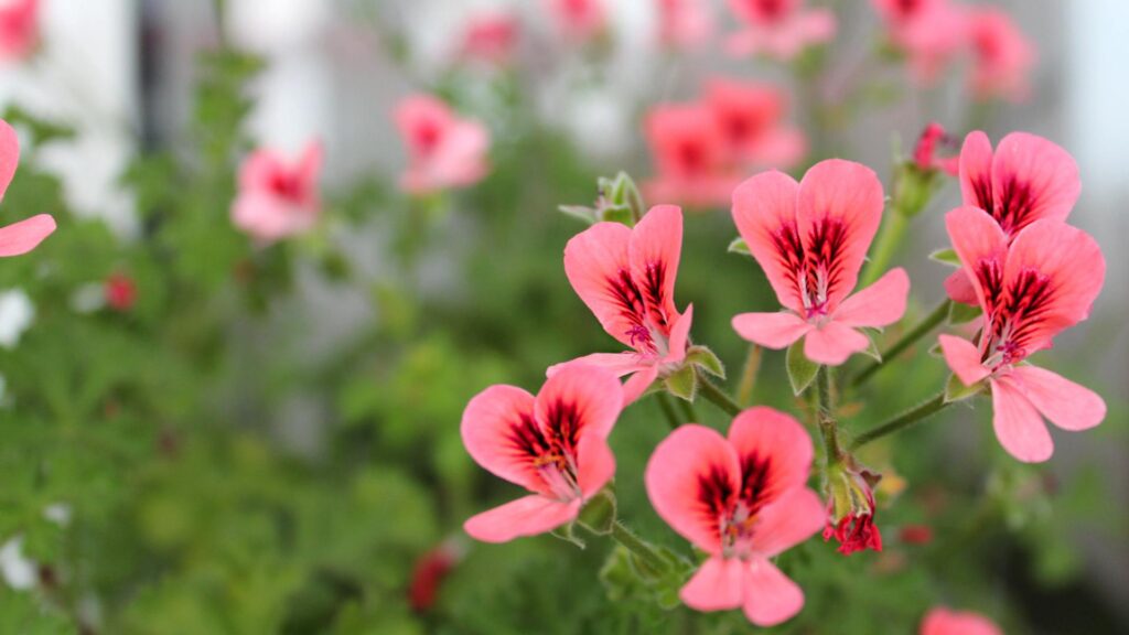 30 Beautiful Flower Pictures - BeautyHarmonyLife