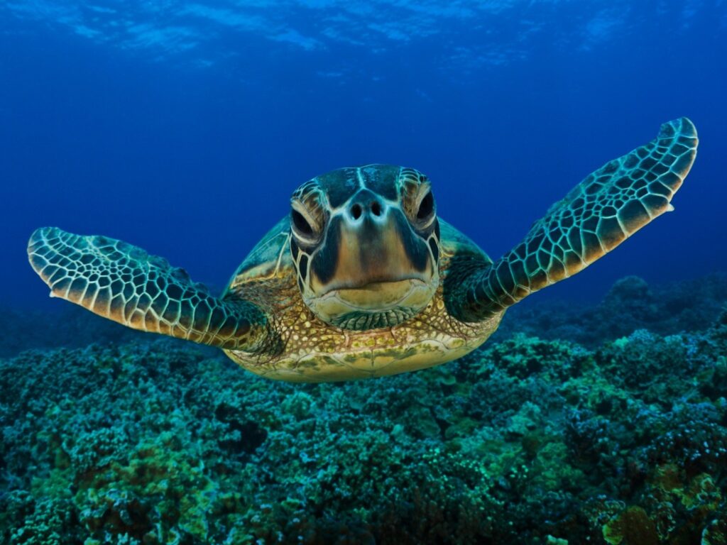 23 Images for the Beautiful and Amazing Underwater Animals World ...