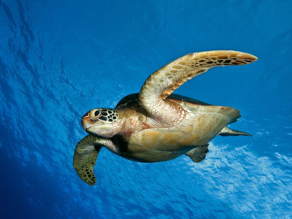 23 Images for the Beautiful and Amazing Underwater Animals World ...