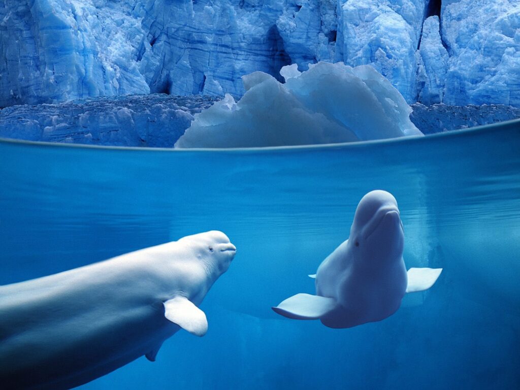 23 Images for the Beautiful and Amazing Underwater Animals World ...