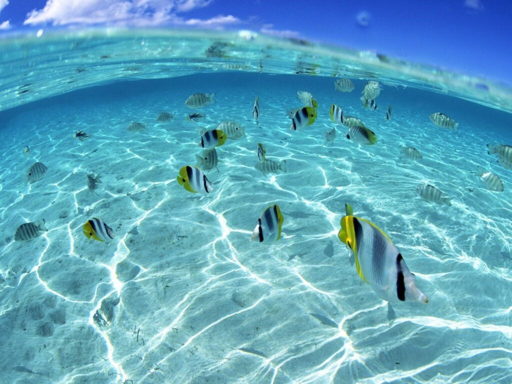 23 Images for the Beautiful and Amazing Underwater Animals World ...