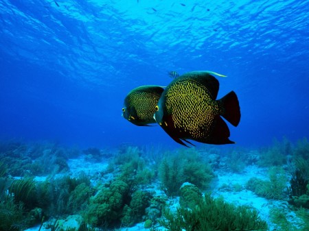 23 Images for the Beautiful and Amazing Underwater Animals World ...