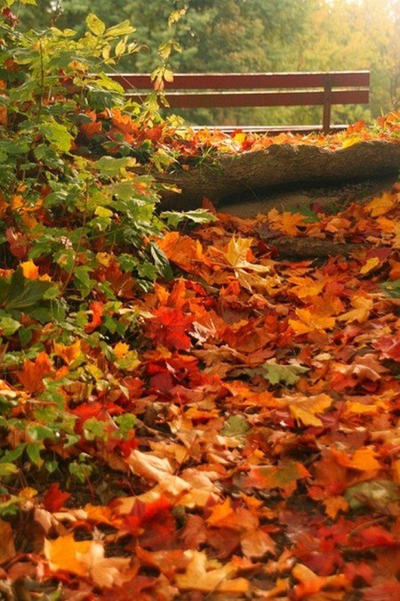 15 Inspirational Autumn Pictures - BeautyHarmonyLife
