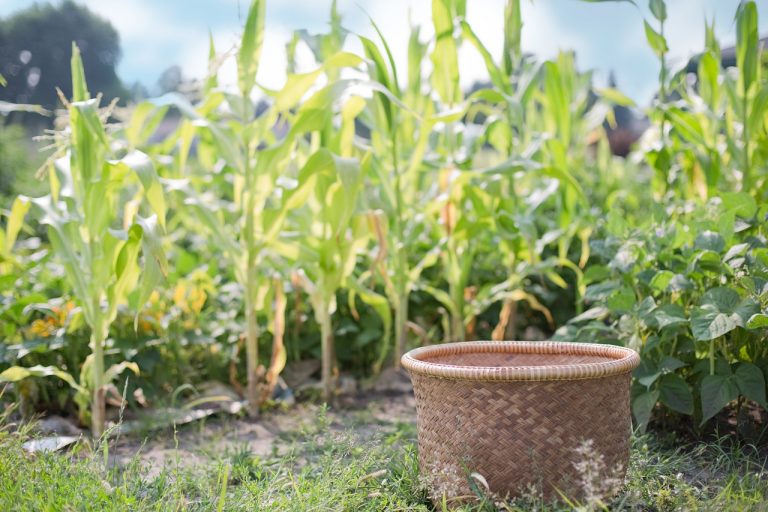 The Great Roundup Ready Crop Debate – What You Need To Know ...