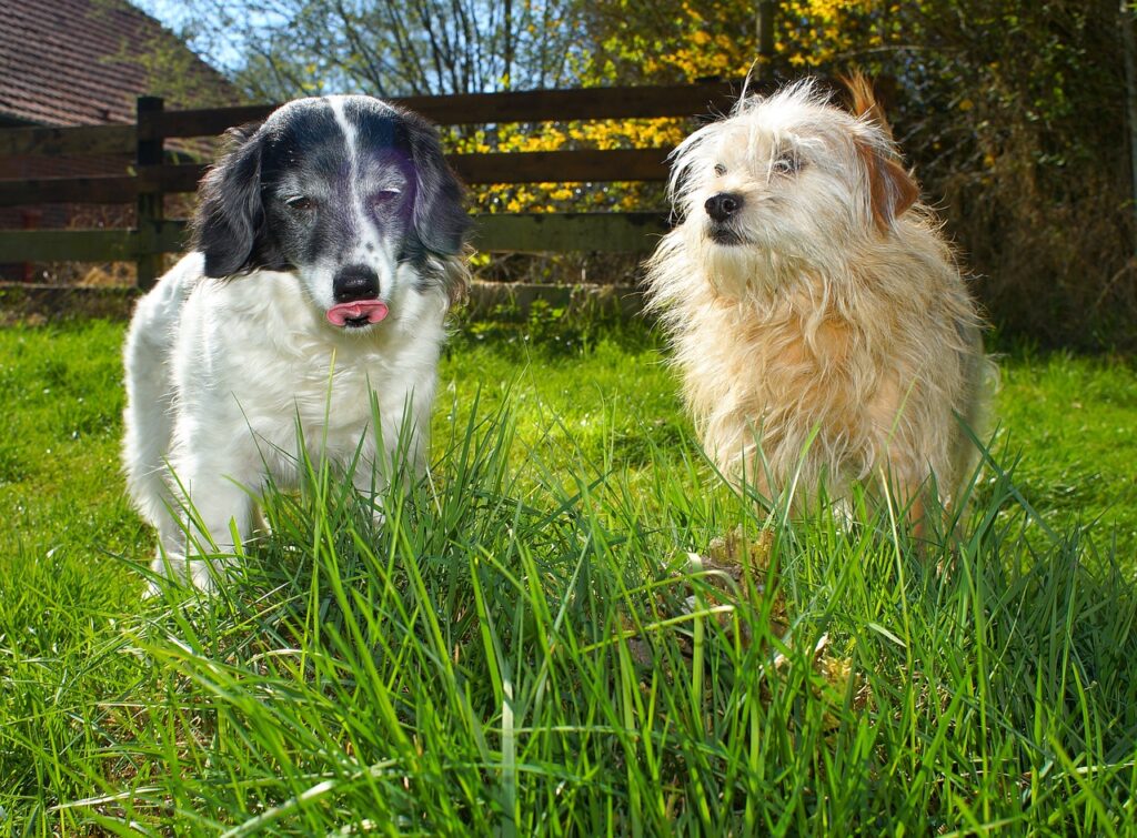 Find out your Personality traits Depending on your Favorite Small Dog ...