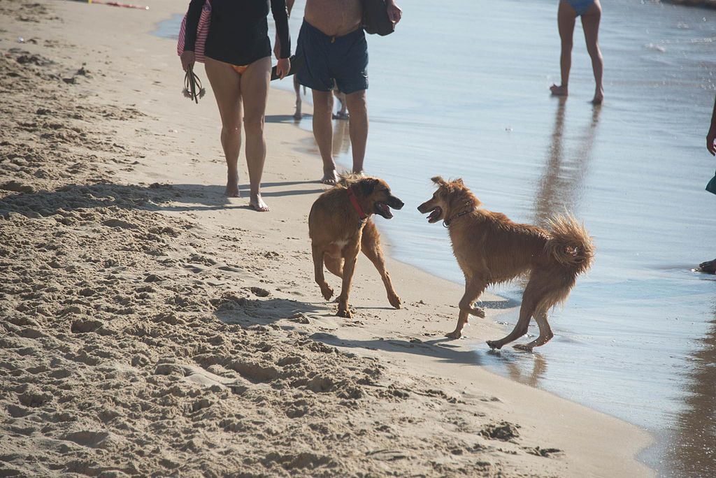 10 Most Popular Dog-Friendly Places in the World - BeautyHarmonyLife