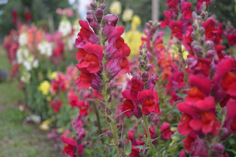 Tips to Grow a Beautiful Garden with Snapdragons - BeautyHarmonyLife