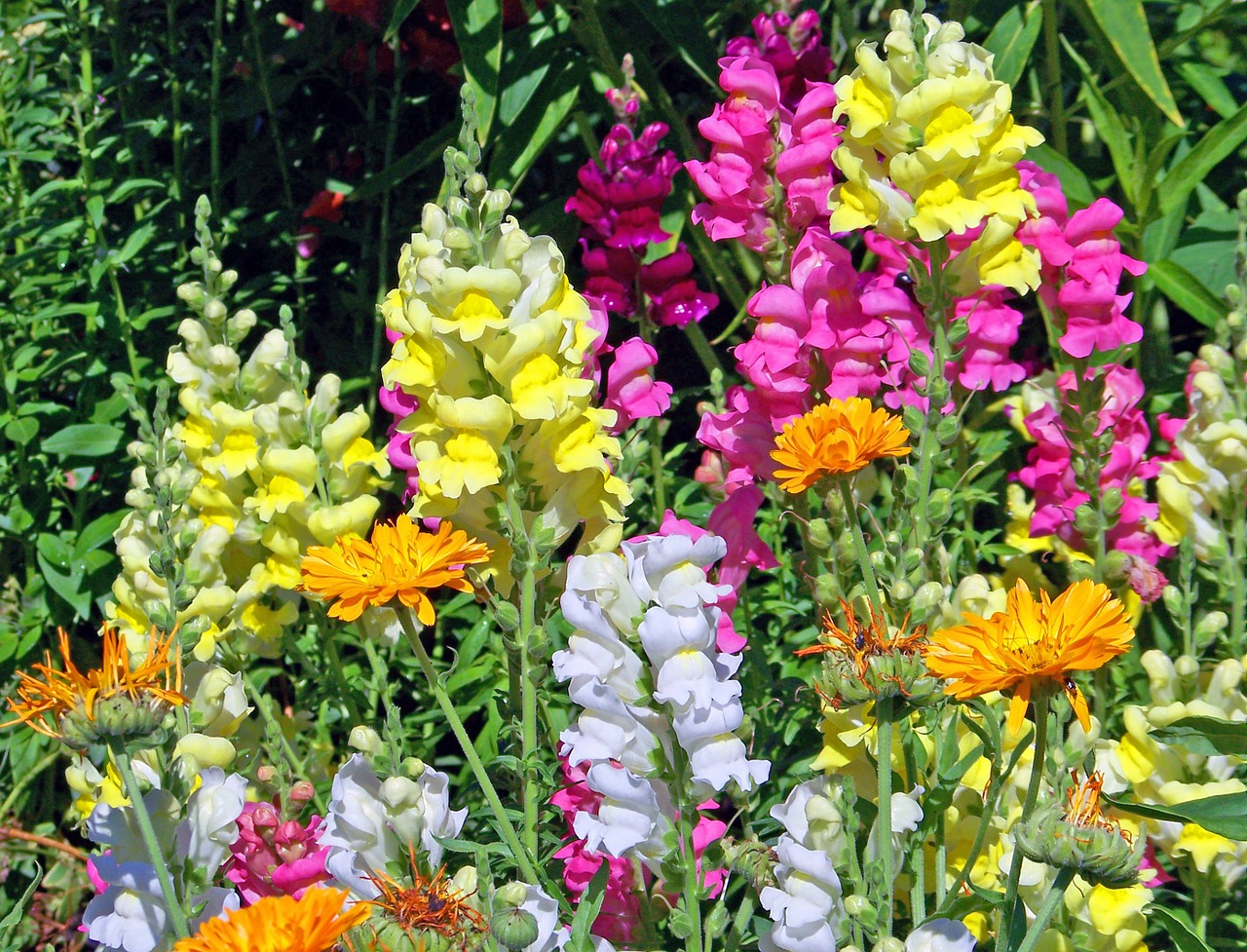 Tips to Grow a Beautiful Garden with Snapdragons - BeautyHarmonyLife