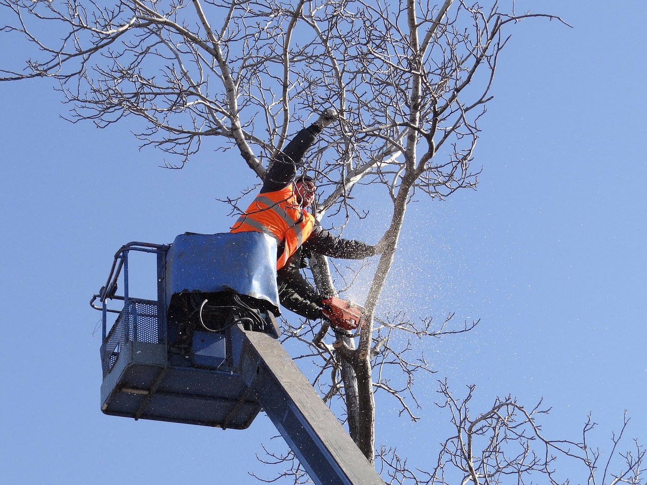 The 4 First Steps to Take If a Tree Branch Falls on Your Roof ...