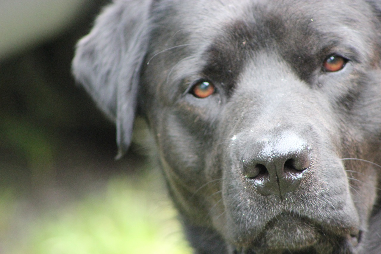 How to Prepare For a New Silver Labrador Retriever - BeautyHarmonyLife