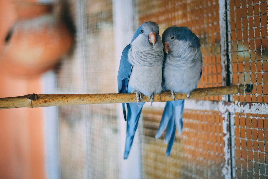 How To Keep Birds As Pet Indoor? - BeautyHarmonyLife