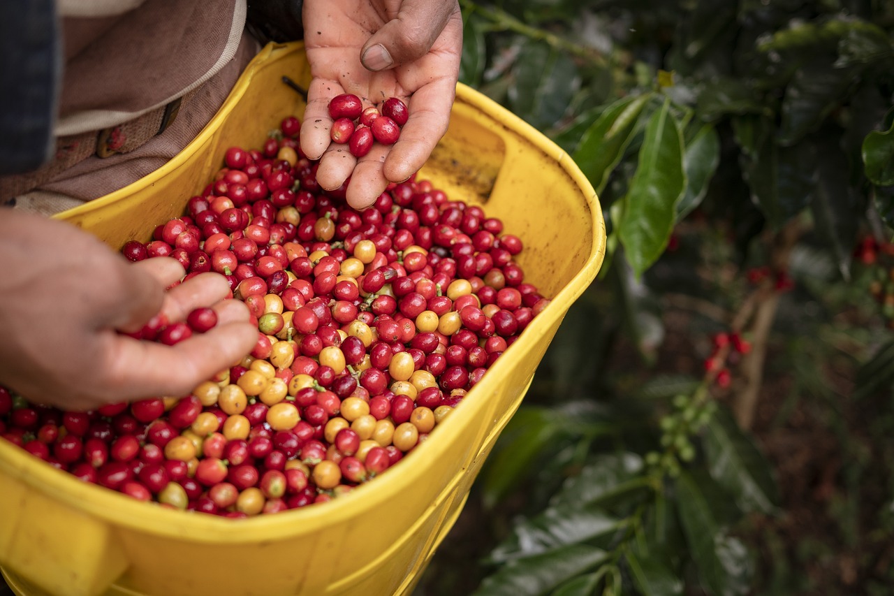 5 Interesting Facts About Colombian Coffee - BeautyHarmonyLife