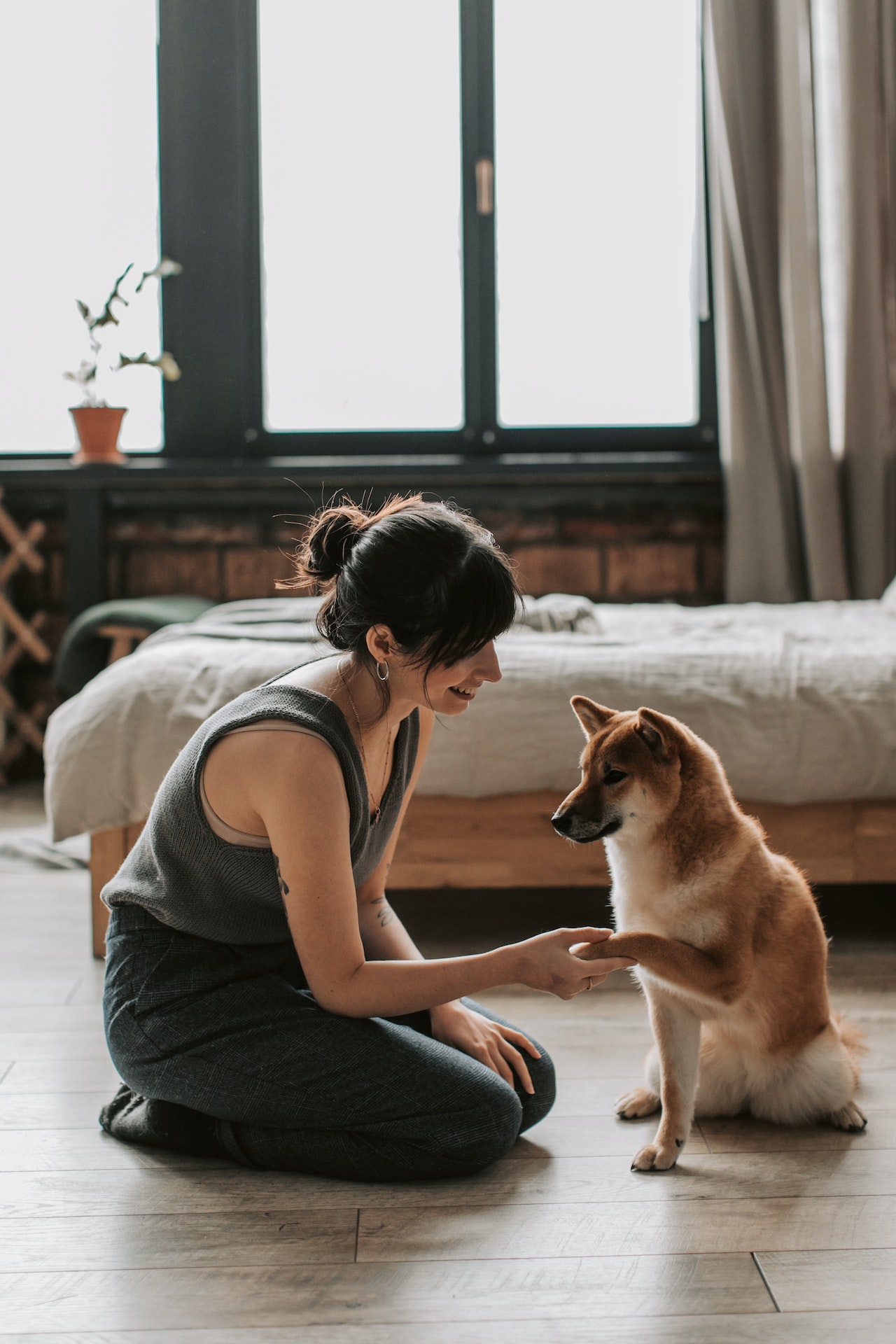 How to Housetrain Your Dog - BeautyHarmonyLife