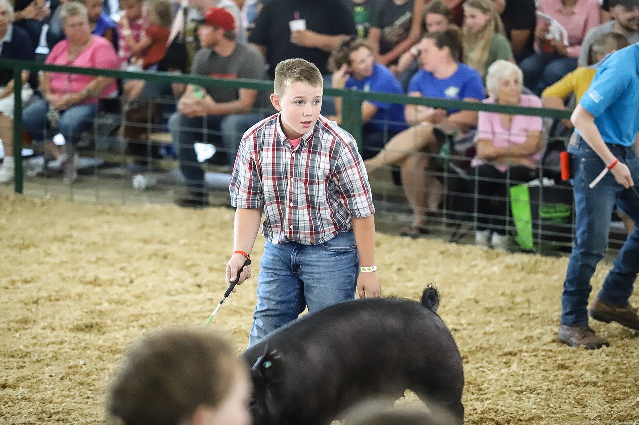 Raising a Show Pig: A Comprehensive Guide - BeautyHarmonyLife